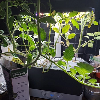 5 Best Things to Grow in Aerogarden - Eat Your Small Garden