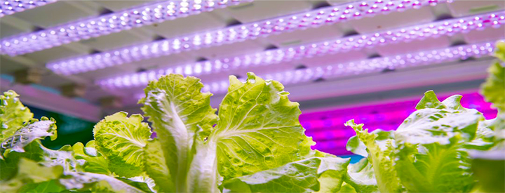 LED Grow Lights for growing food indoors - Eat Your Small Garden