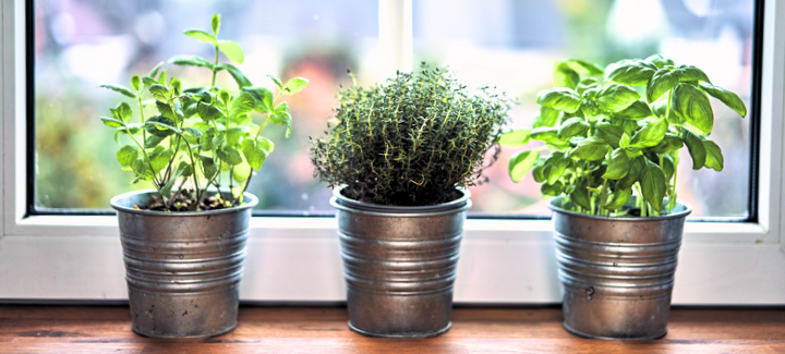 Top 8 Herbs to Grow Indoors on a Windowsill - Eat Your Small Garden
